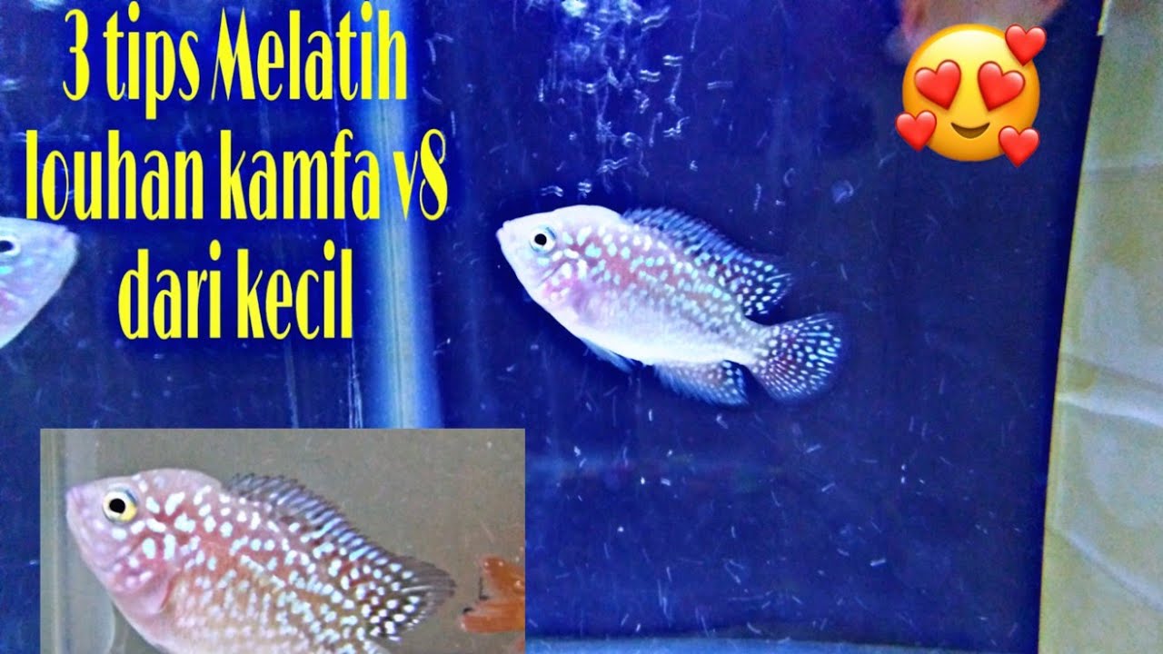 3 Tips melatih mental louhan kamfa V8 ori thailand - YouTube