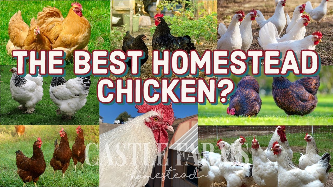THE BEST HOMESTEAD CHICKEN? - Castle Farms Homestead - YouTube