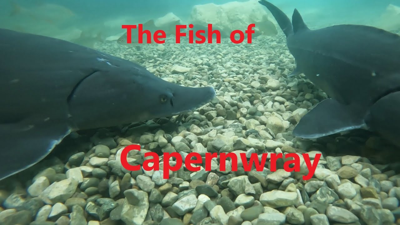The fish of Capernwray - YouTube