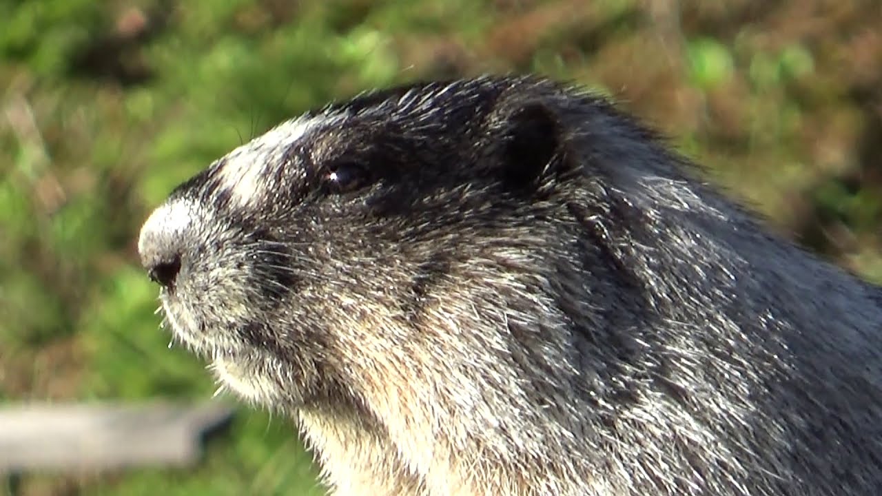 MARMOT SCREAM! - YouTube