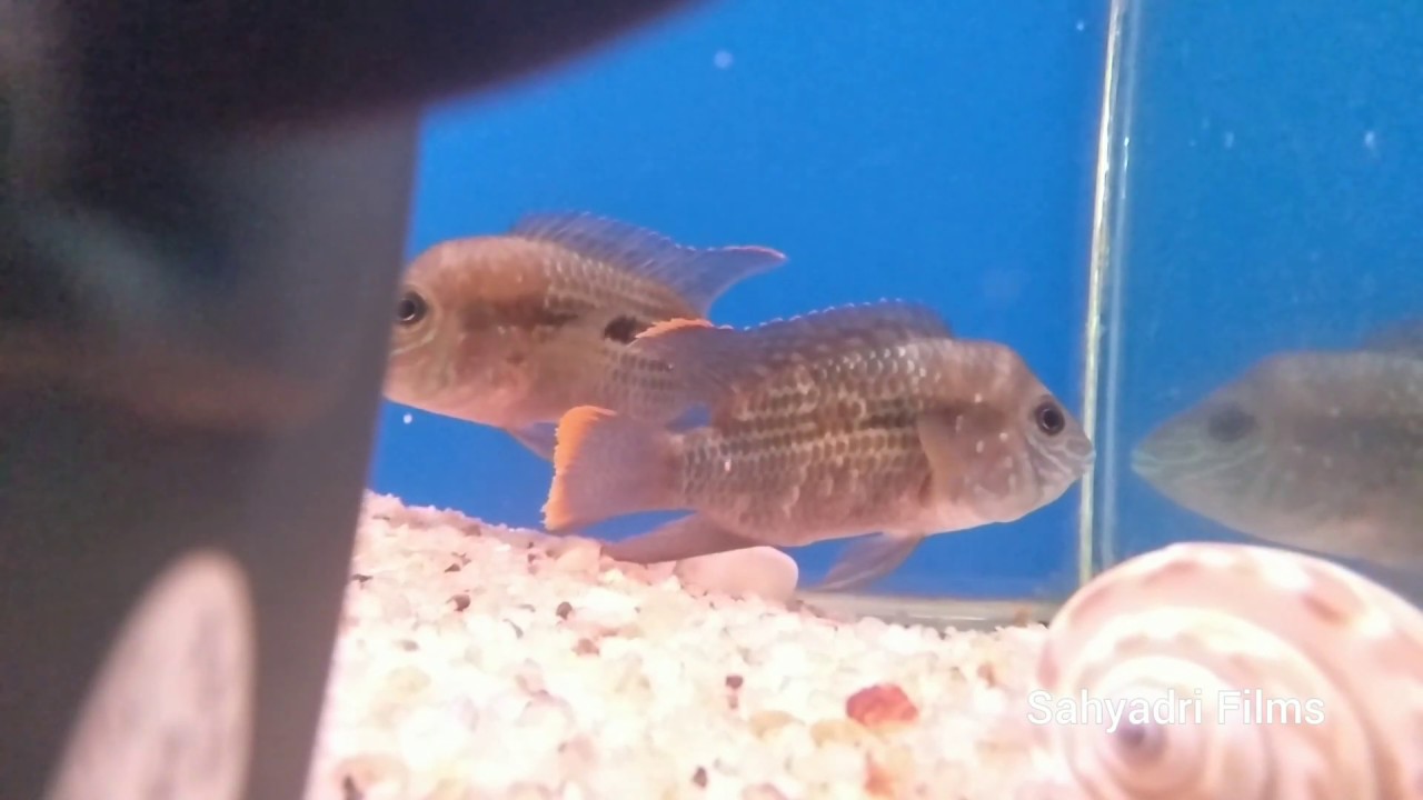 Freshwater Acara Fish | Aggressive Aquarium Fish - Tetra Fish ...