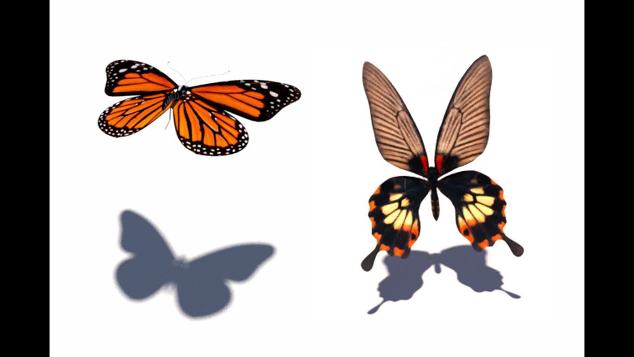 A Practical Model for Realistic Butterfly Flight Simulation - YouTube