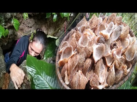 Went to cave: Harvest pugad ng balinsayaw(edible swiftlet nest)Ang hirap ng daan papasok sa kweba!