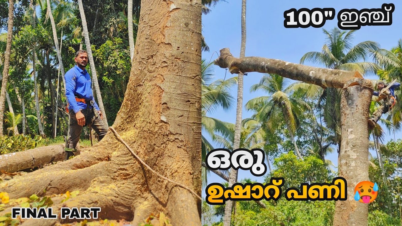 Heavy work on anjili tree🥵 | 100" inch | village tree cutting skills ...
