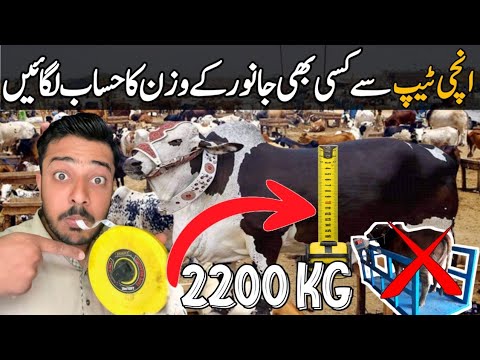 animal weight scale, janwar ka wazan kesy maloom kry, qurbani ka janwar