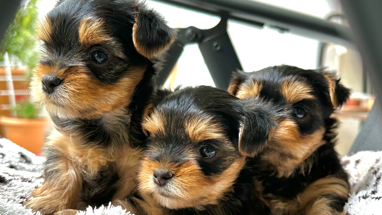 From Bump to Paws: A Yorkie's Pregnancy & Puppy Arrival! Yorkshire ...