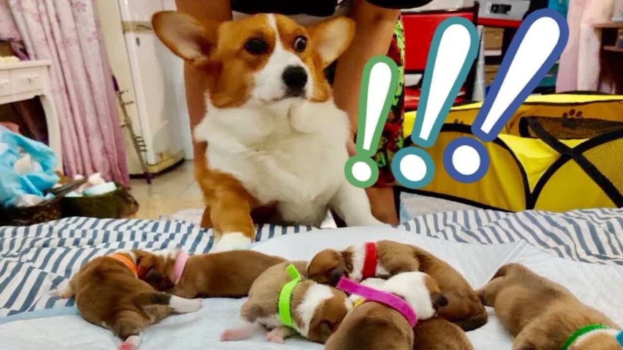 柯基宝宝从无到有过程记录！BabyCorgi - YouTube