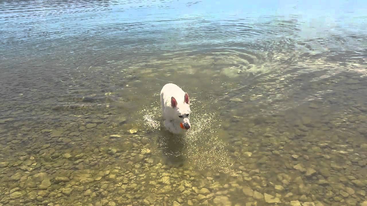 Fetch Ubu fetch!! Good boy! - YouTube