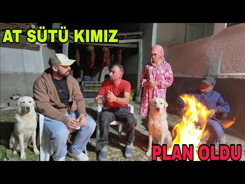 KÖPEKLER NE YAKALADI ? EMEKTARA YENİ ARABA..KIMIZ MI ? KURTARAMADIK