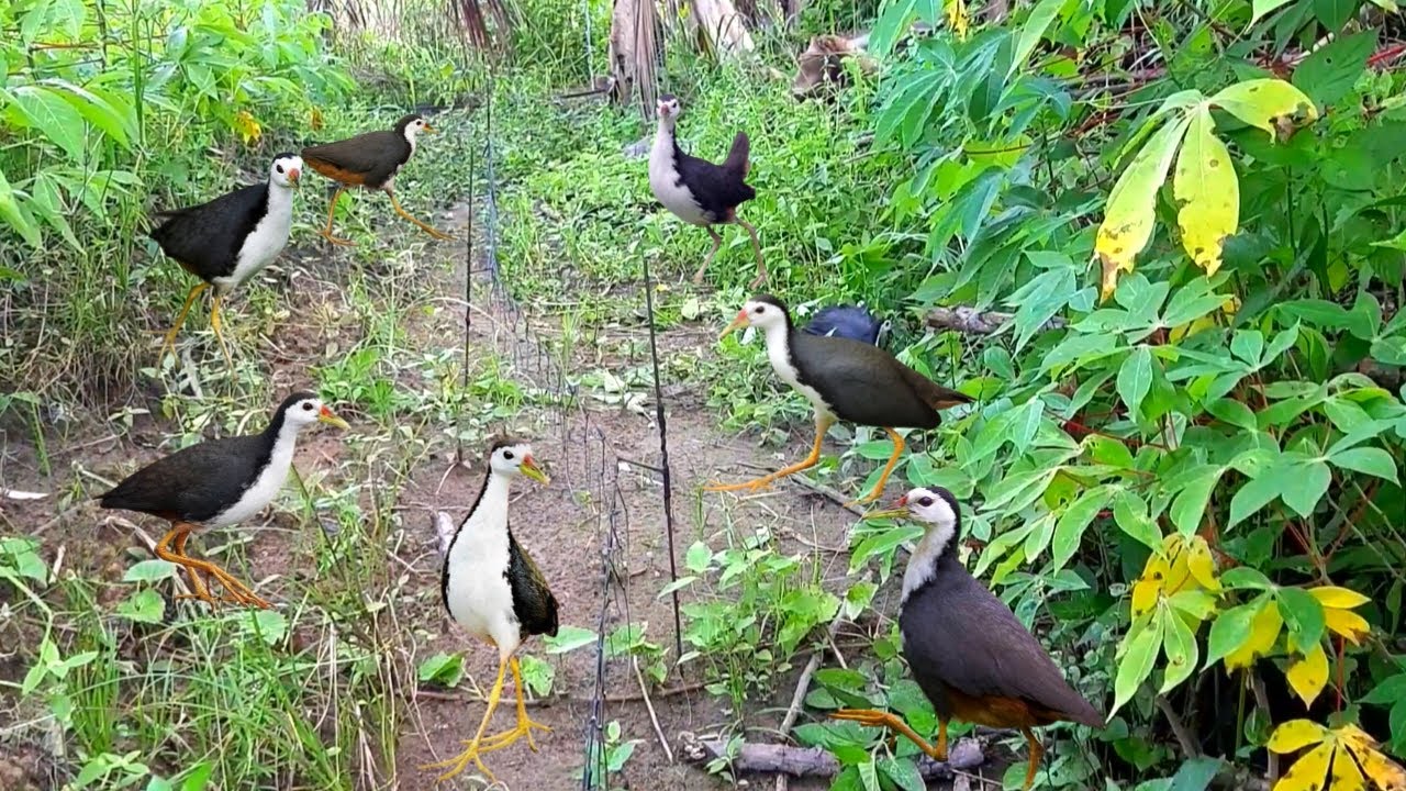 Simple bird hunting techniques | How to catch birds | How to hunt birds ...