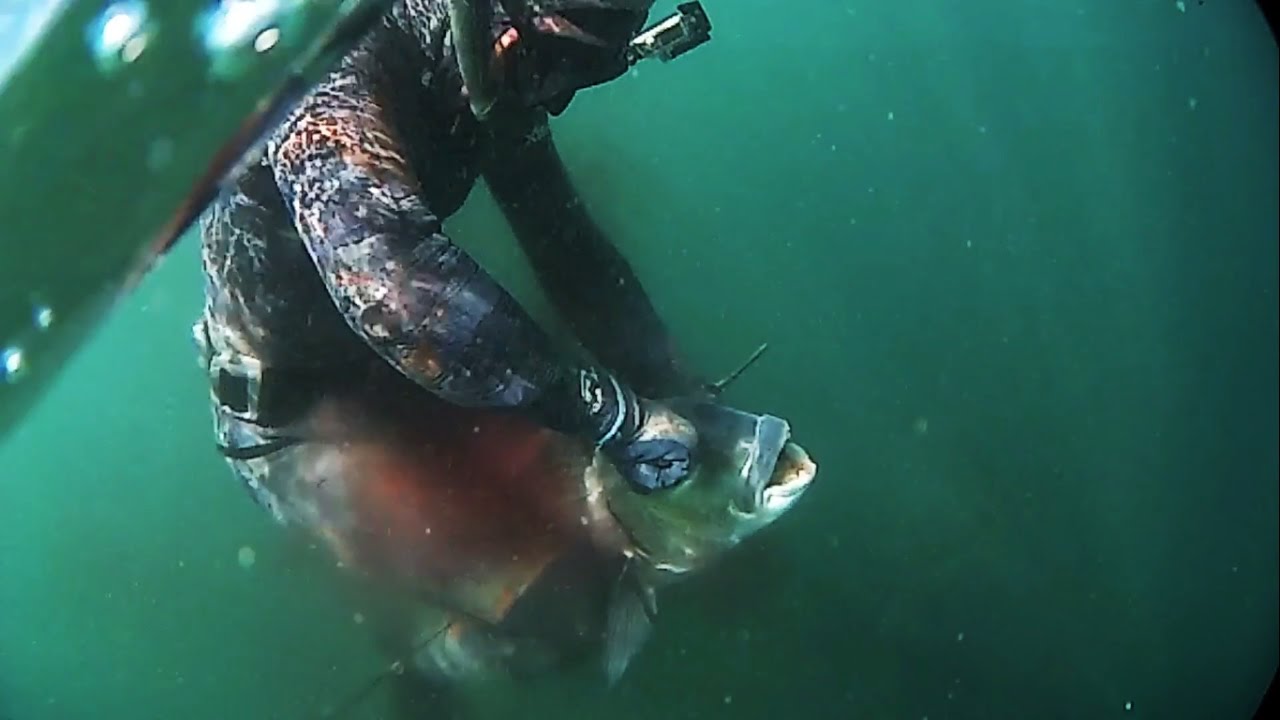 Spearfishing South Africa: South Coast White Musselcracker - YouTube