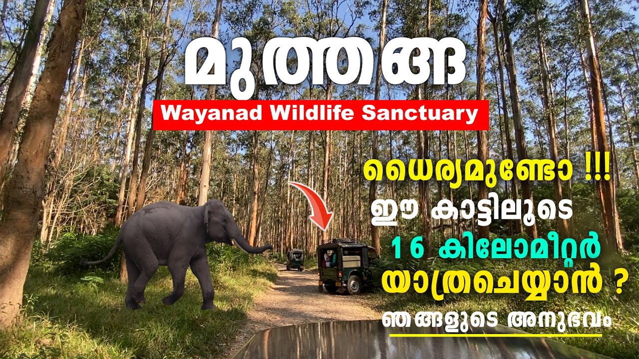 Wayanad tourist place | muthanga wildlife sanctuary | muthanga forest ...