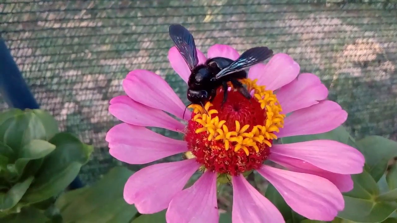 How insects drink nectar Carpenter Bee (Ape Legnaiola) Xylocopa ...