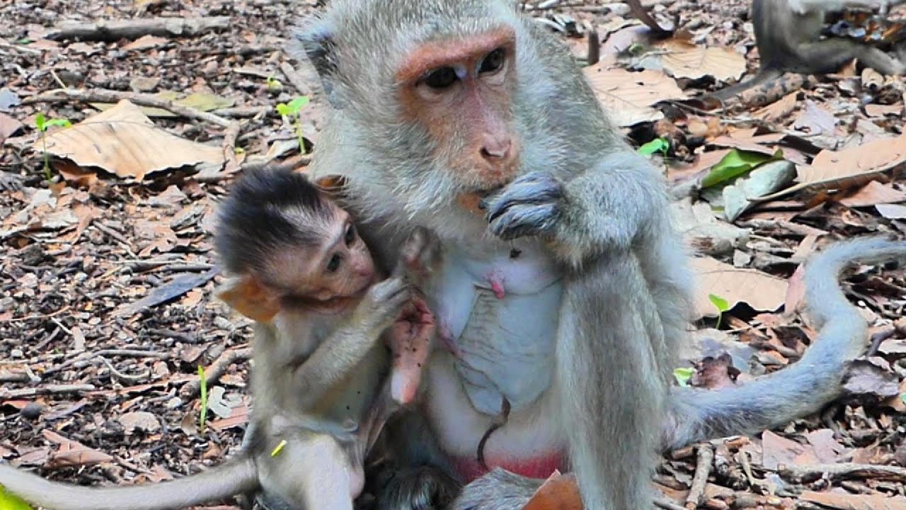Great mama _ Sweety monkey wild life - YouTube