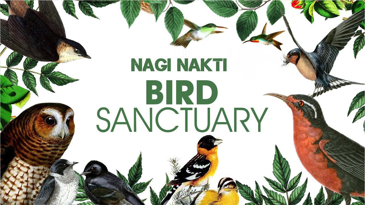 Nagi Nakti Bird Sanctuary YouTube nagi-nakti-bird-sanctuary-youtube