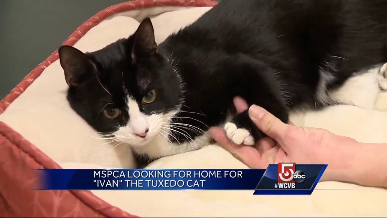 Ivan the Army crawl cat needs a new home! - YouTube