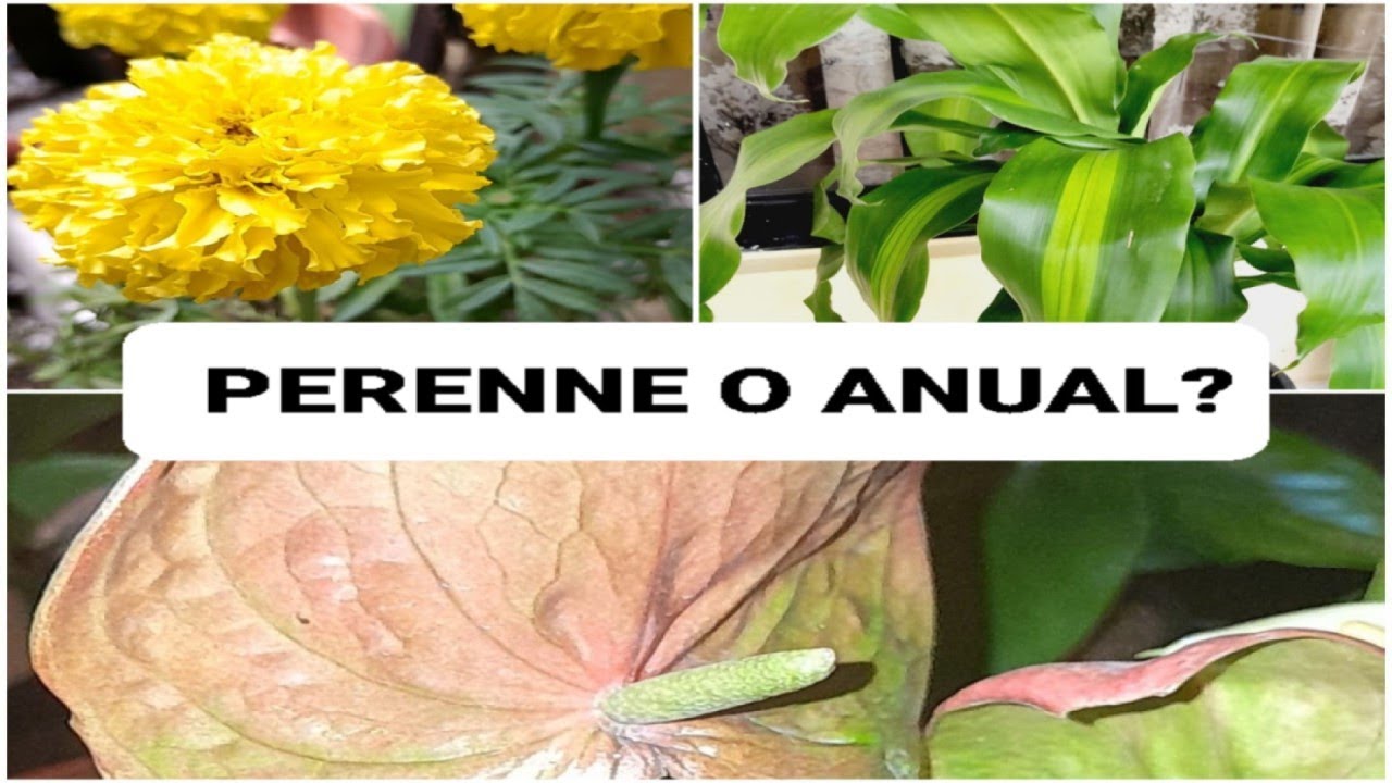 COMO SABER Si Mi Planta Es Perenne ó Anual. La vida de las plantas ...