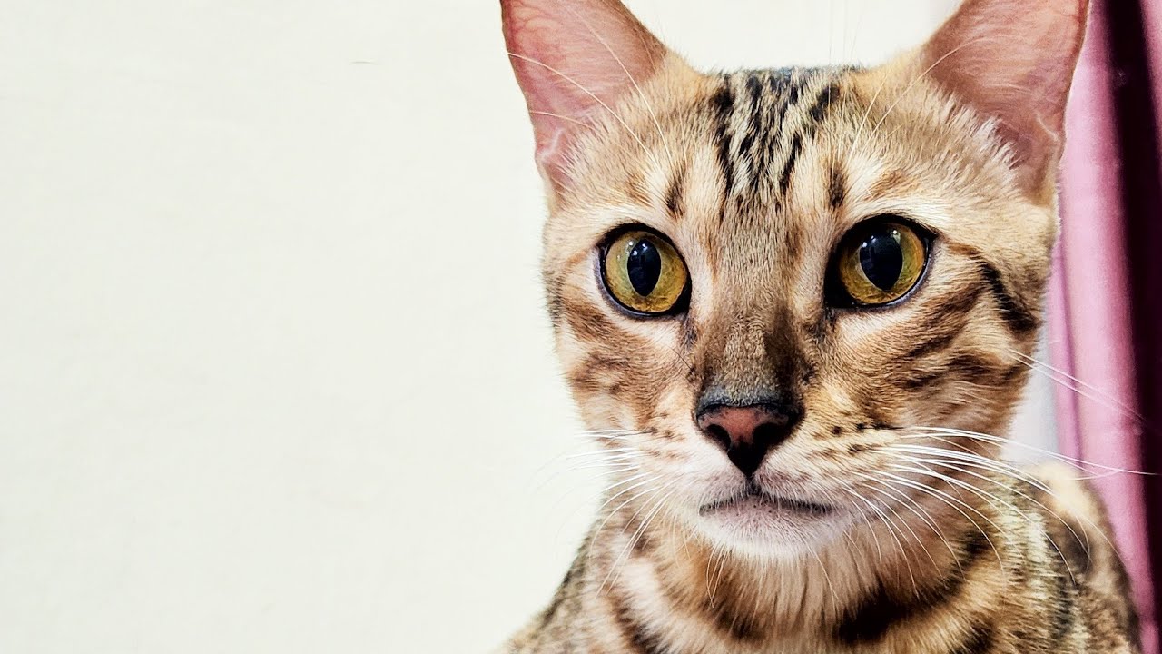 MAIN DENGAN KUCING 🐈 - YouTube