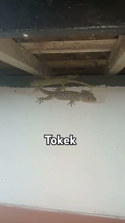 Tokek Bersaudara Shorts Fyp Youtube