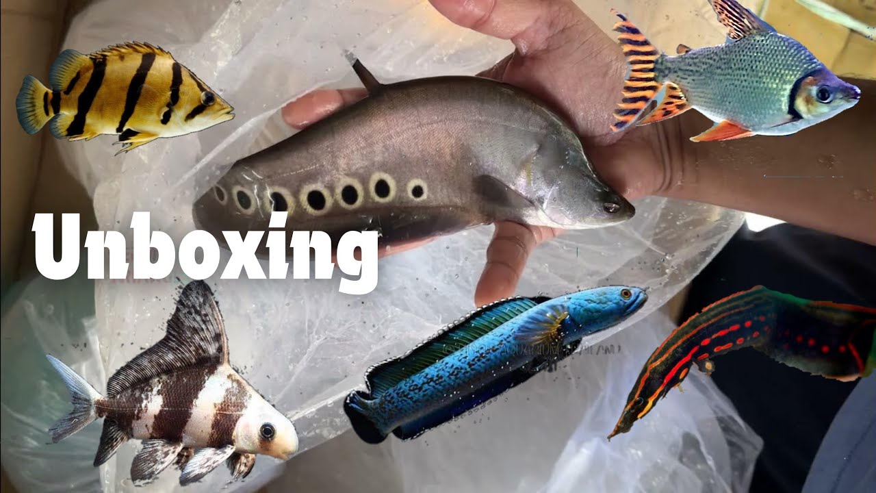 Unboxing exotic fishes தமிழ் fire eel clown knife catfish | bt aqua ...