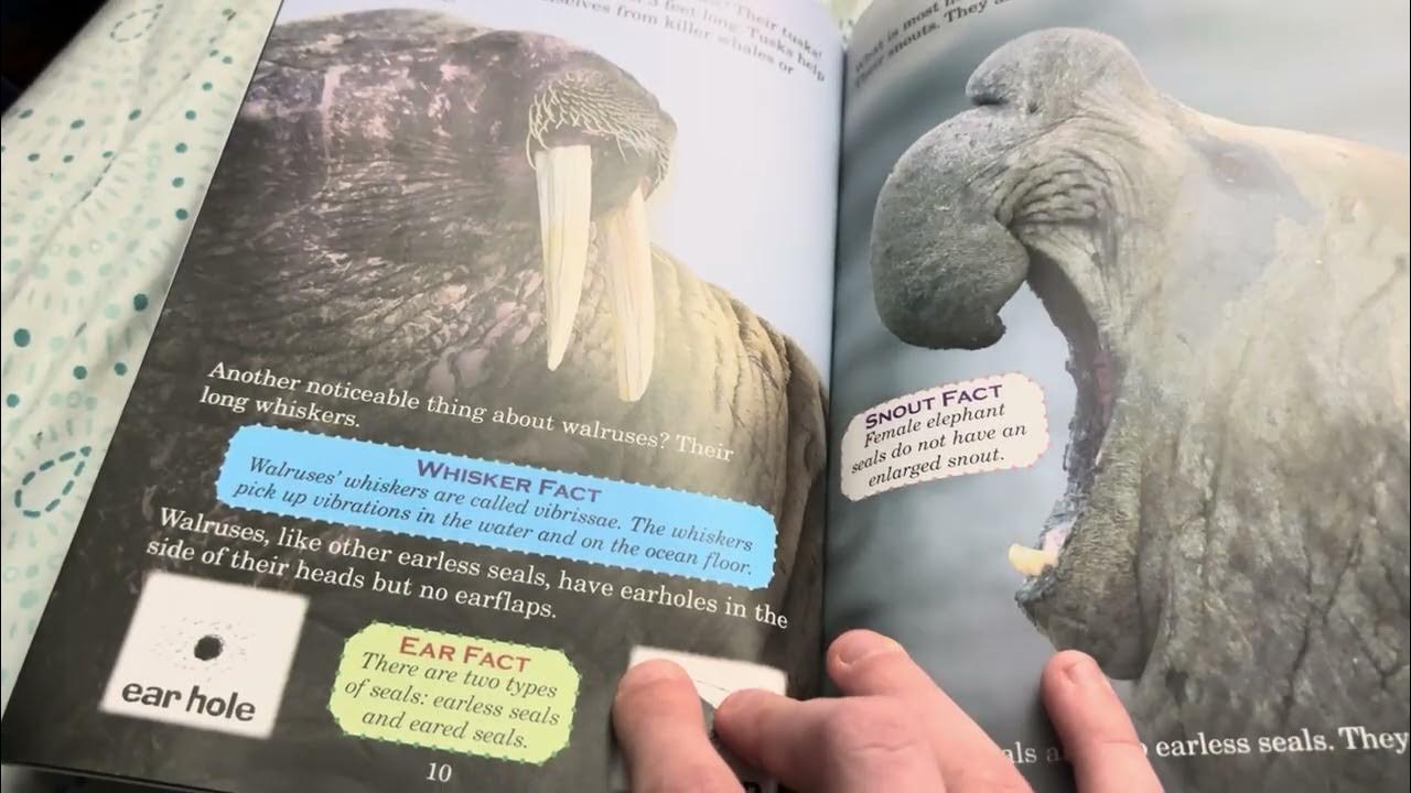 TyGrant09 Reads Who Would Win? Walrus VS. Elephant Seal - YouTube
