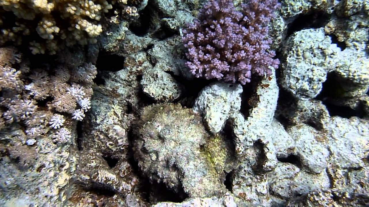 Synaceia verrucosa (Pesce pietra) @ Dunraven wreck site - YouTube