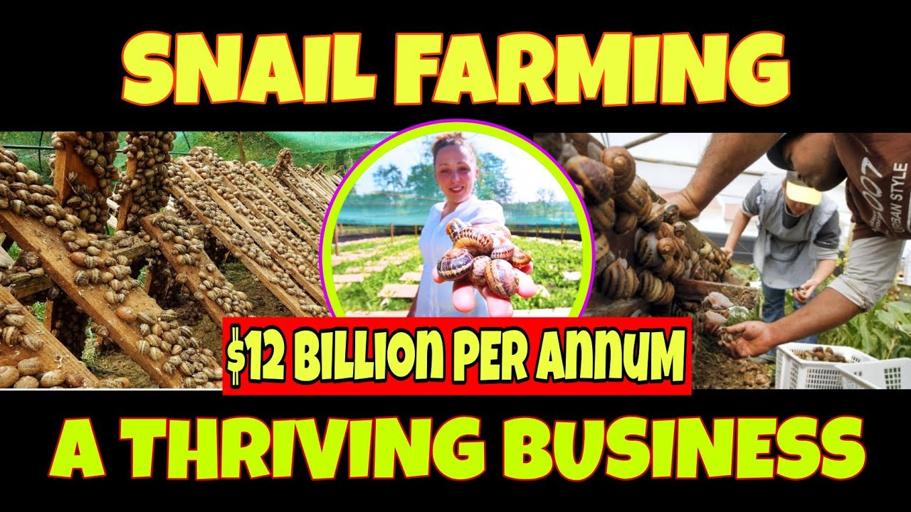 SNAIL FARMING | HELICICULTURE | PROFITABLE AGRICULTURAL BUISNESS - YouTube