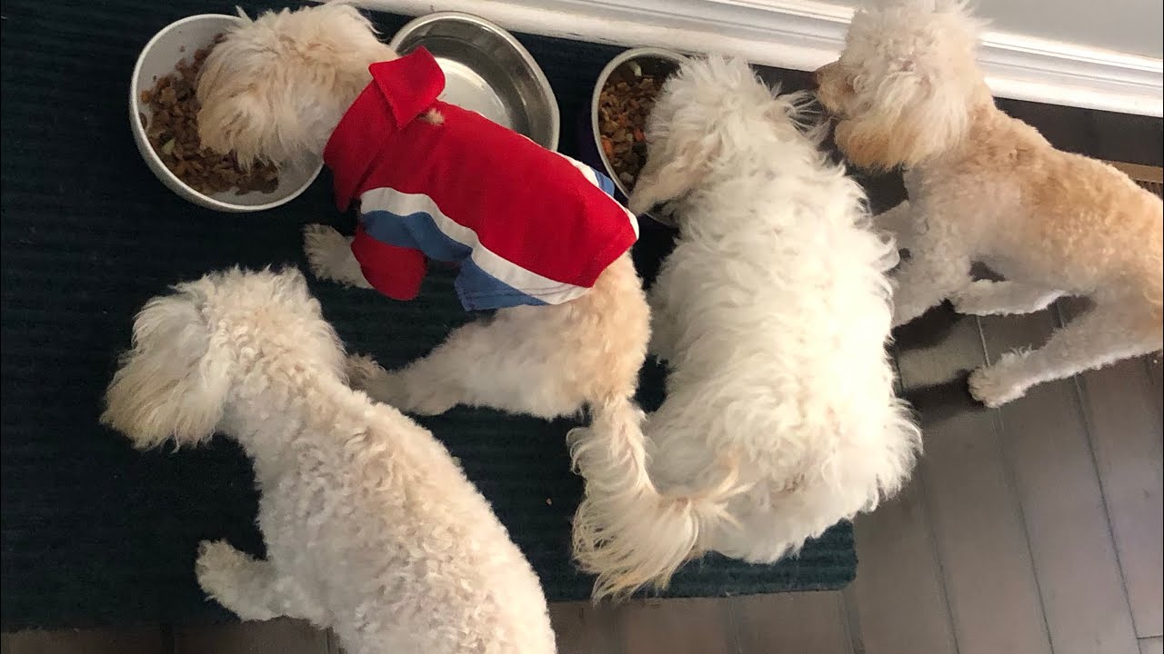 ASMR RELAXATION TOY POODLES EATING LUNCH #fypシ #pet #doglover # ...