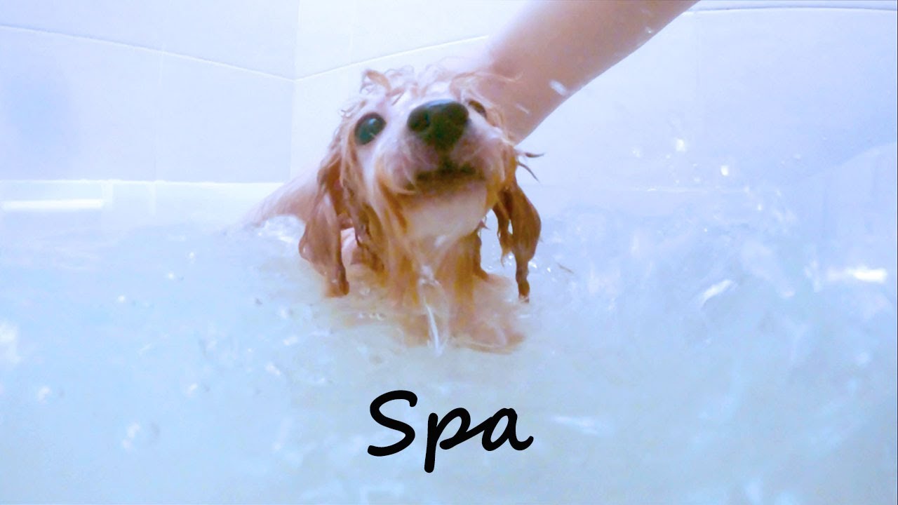 How to Give Your Dog A Spa Treatment at Home - YouTube