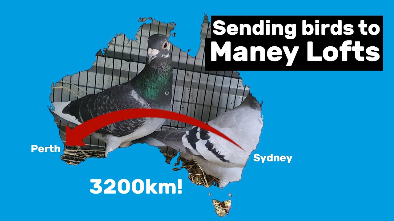 Sending pigeons to Maney Lofts - YouTube