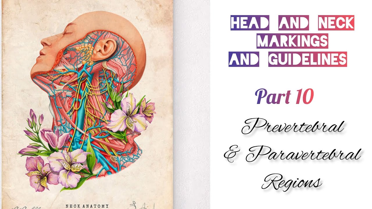 PREVERTEBRAL AND PARAVERTEBRAL REGIONS H&N MARKINGS AND GUIDELINES ...