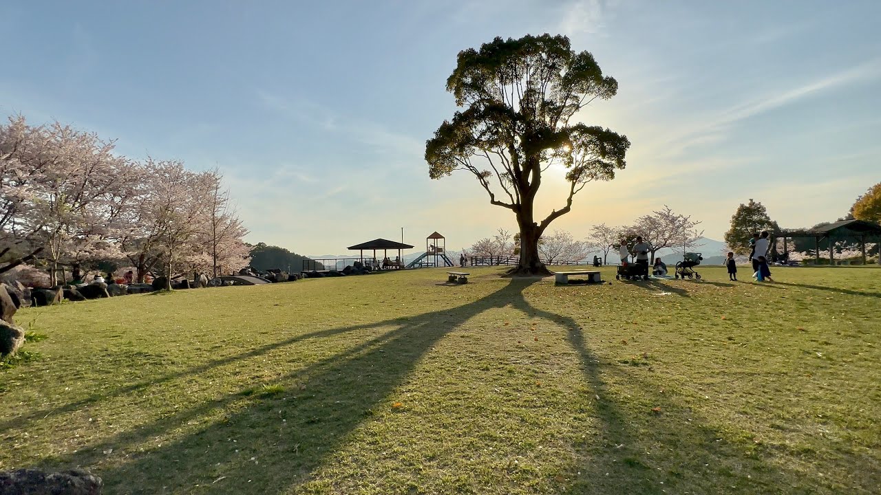 Japan Spring Season with Cherry Blossom at Toyookako Park | JAPAN Side ...