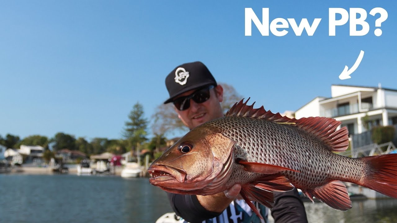 Gold Coast BIG Mangrove Jacks - YouTube