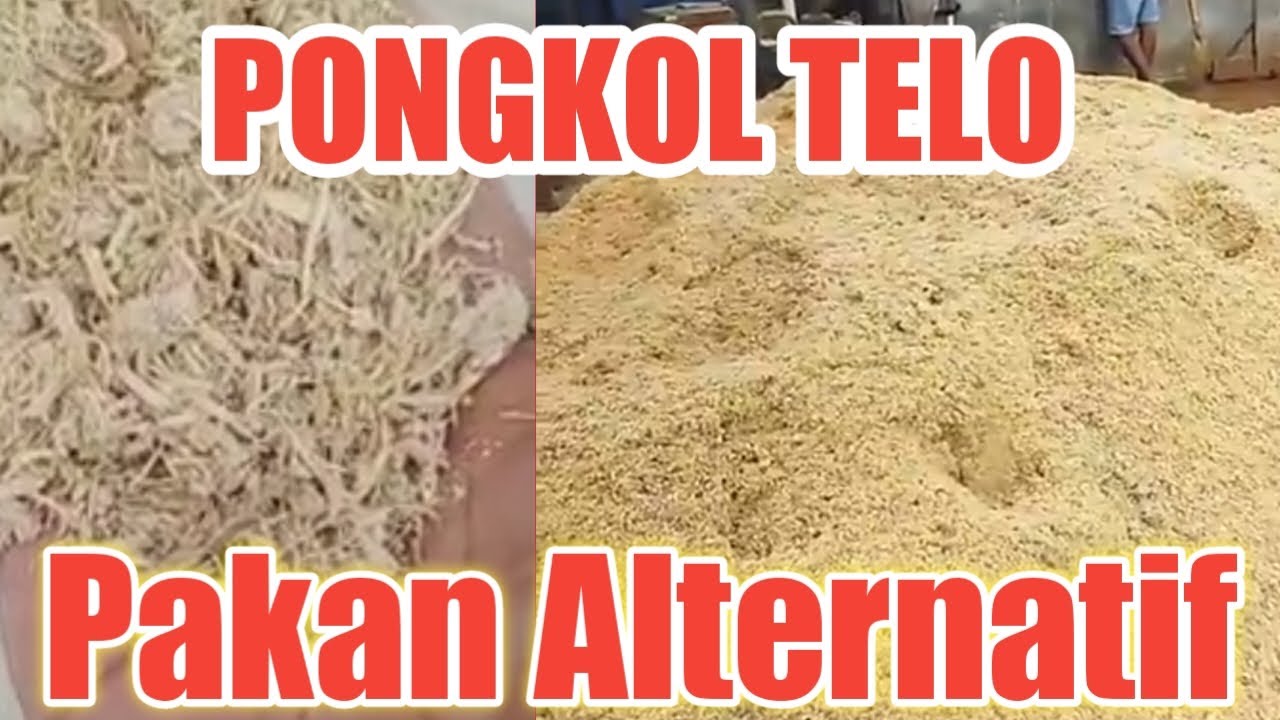 Pongkol Telo Pakan Alternatif Murah #pakanternakmurah - YouTube