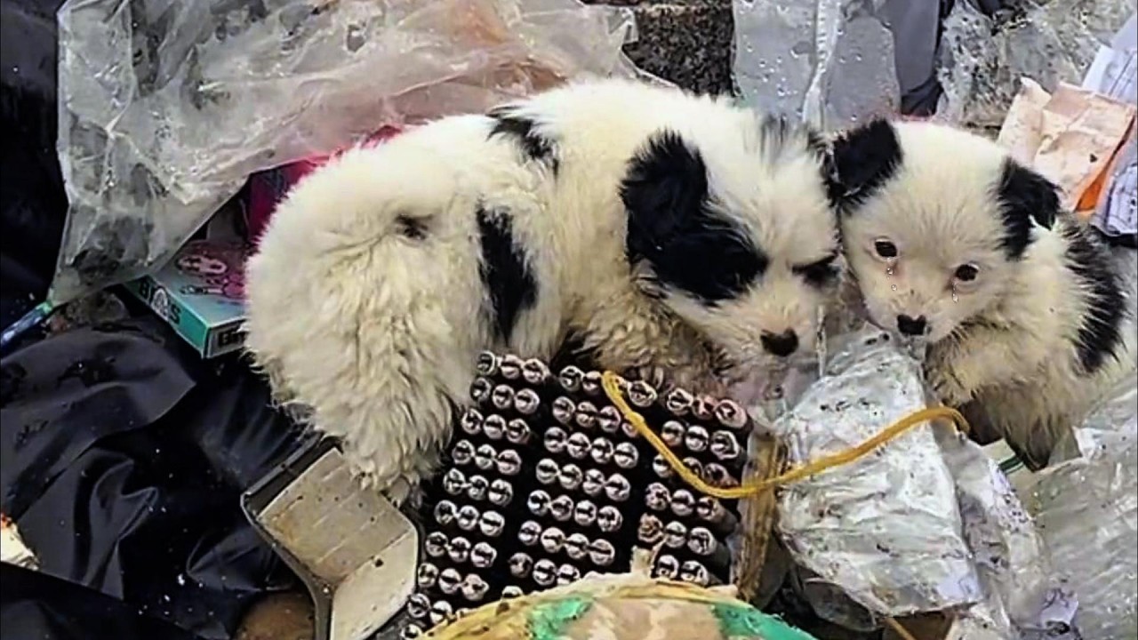 "Mom, where are you?" -10°C, two poor puppies curled up in the trash ...