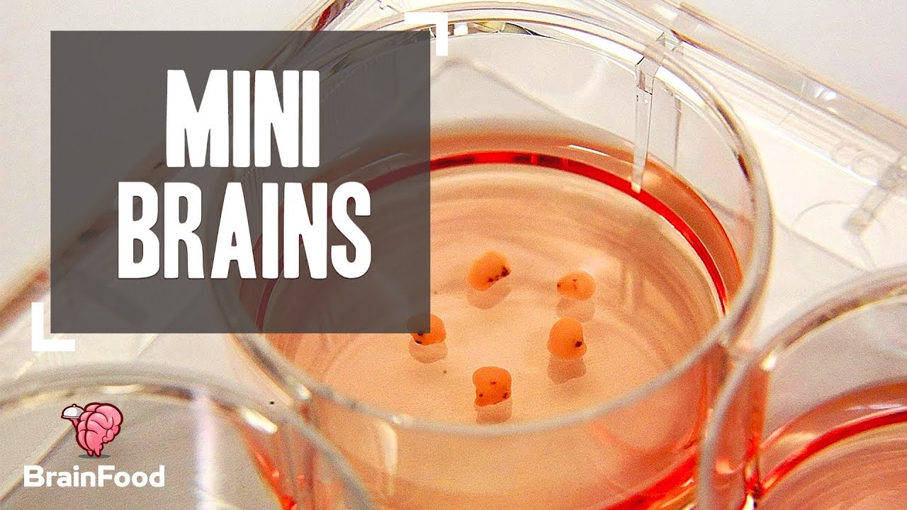 MINI-BRAINS - YouTube