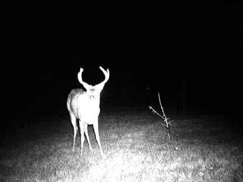 3 Point Buck - YouTube