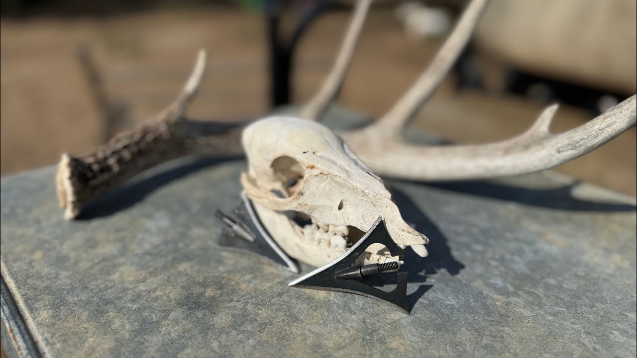 Sharpening Simmons sharks broadheads - YouTube