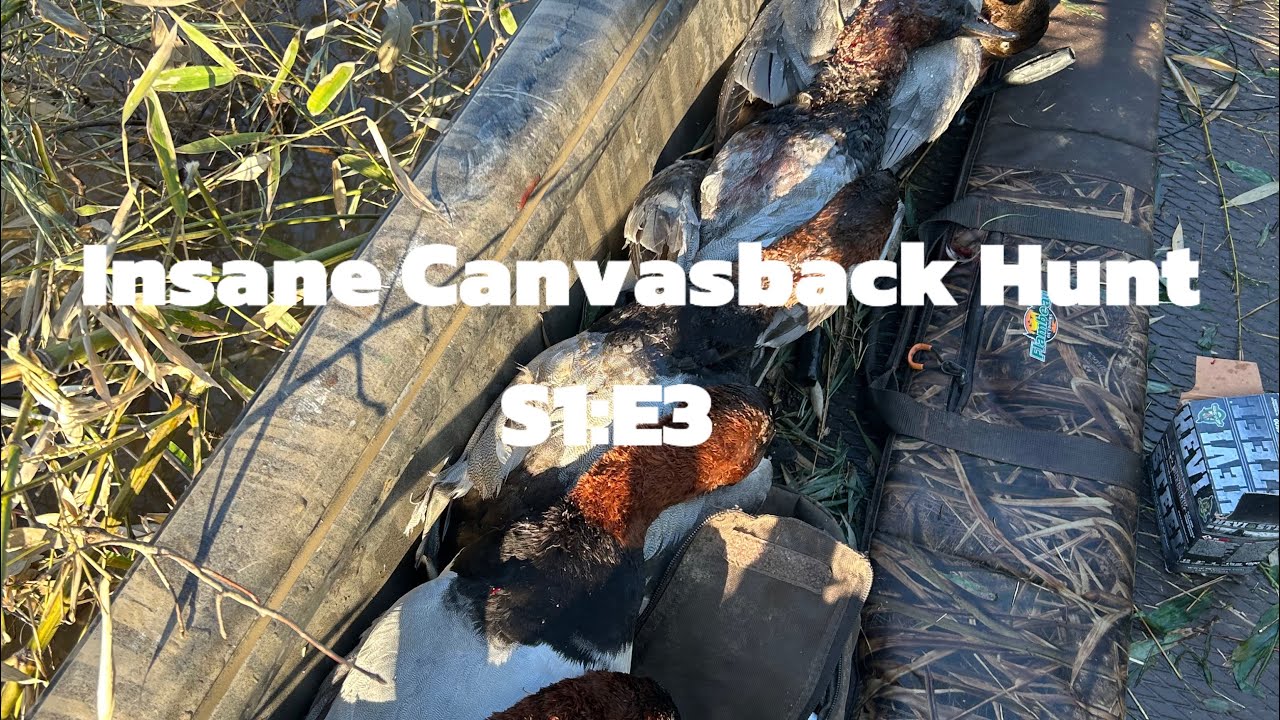 S1:E3; Insane Canvasback Hunt; Louisiana Duck Hunting - YouTube