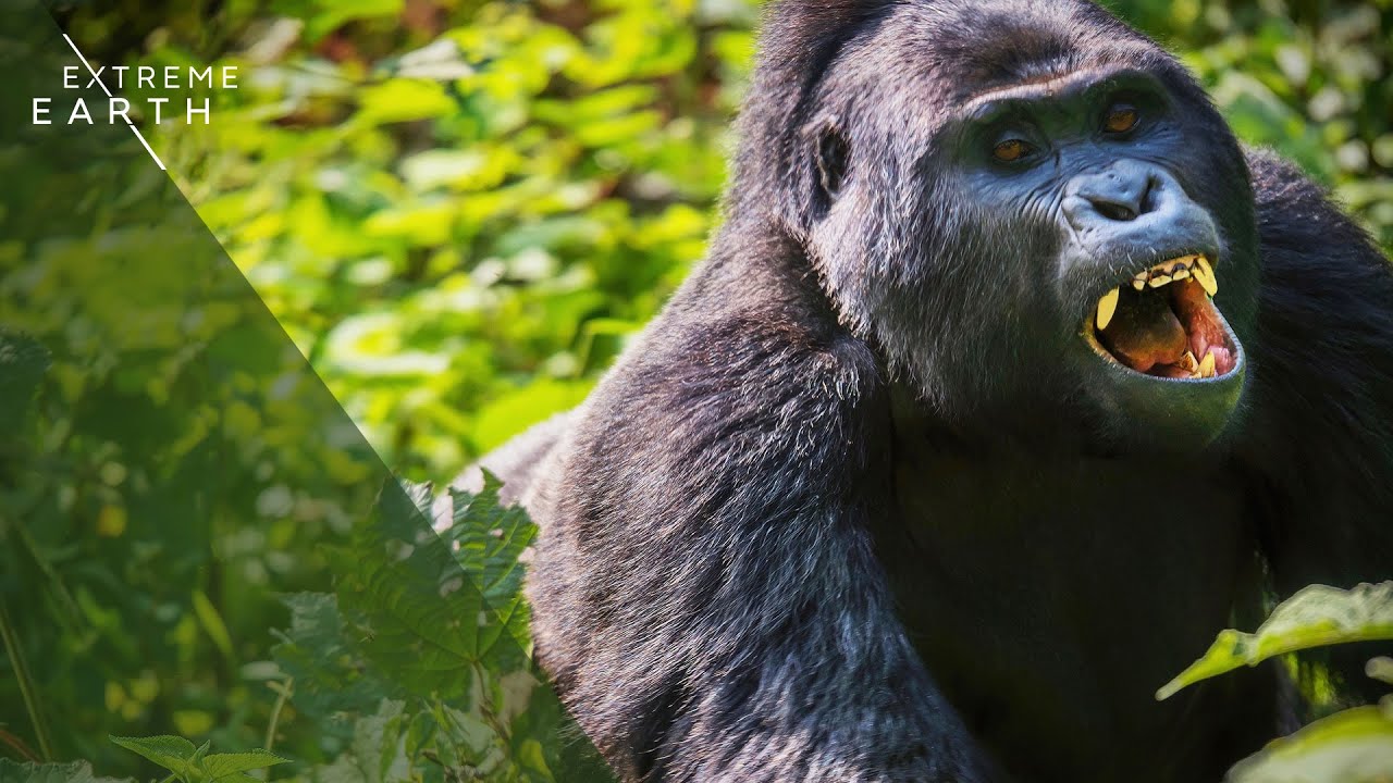 Deadly Secrets of Apes and Lost Civilizations (Animal Documentary ...