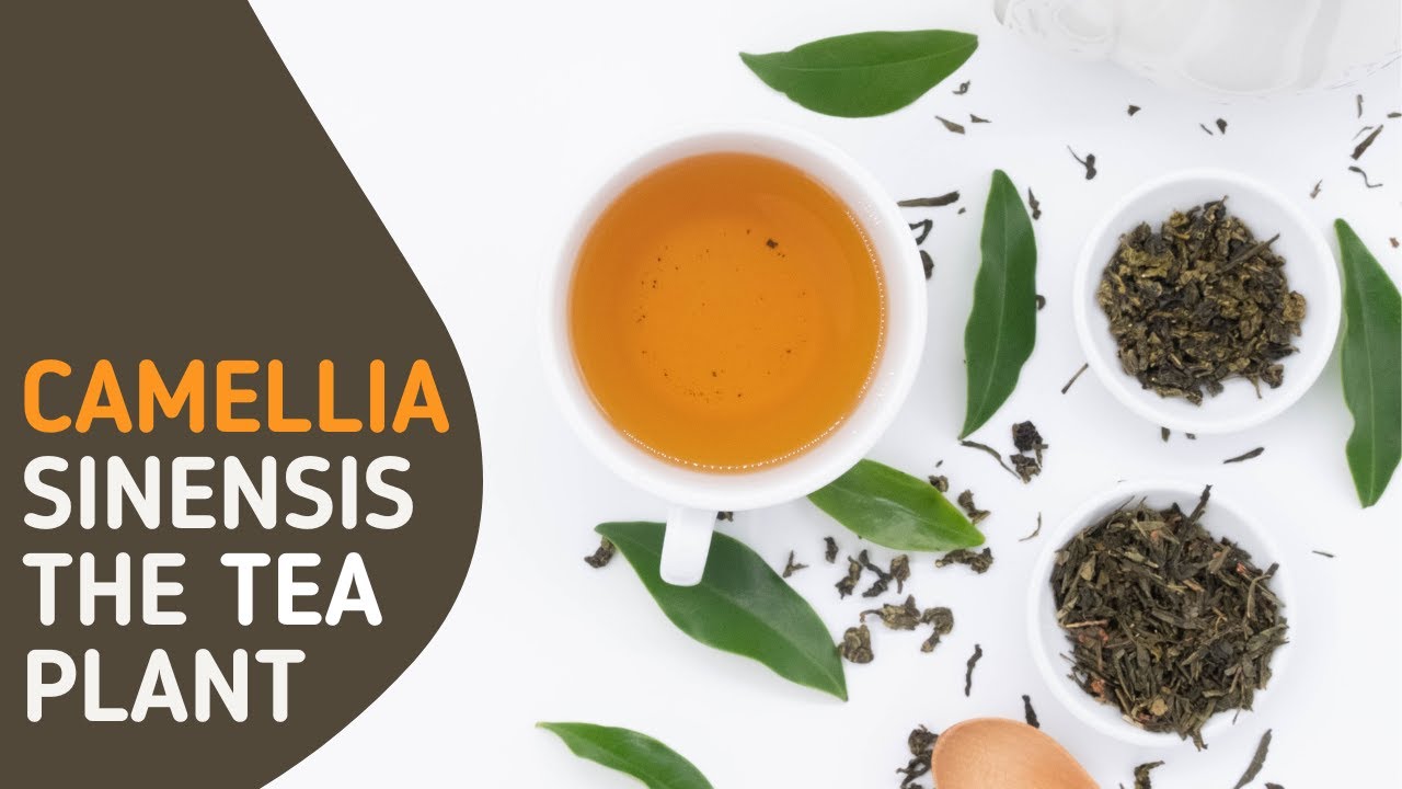 Camellia sinensis : The tea plant - YouTube