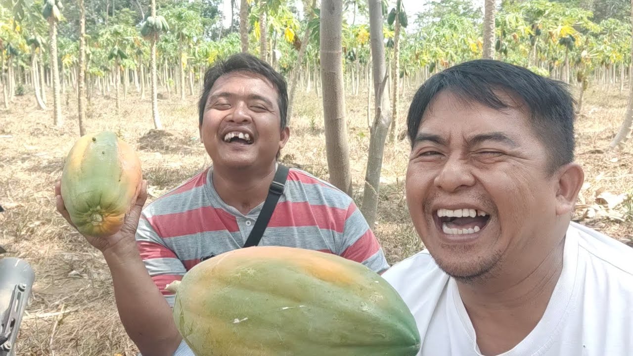 CAH GENDENG PODO KUMAT NEH🤣, los dolll ae yo cak ipul - YouTube