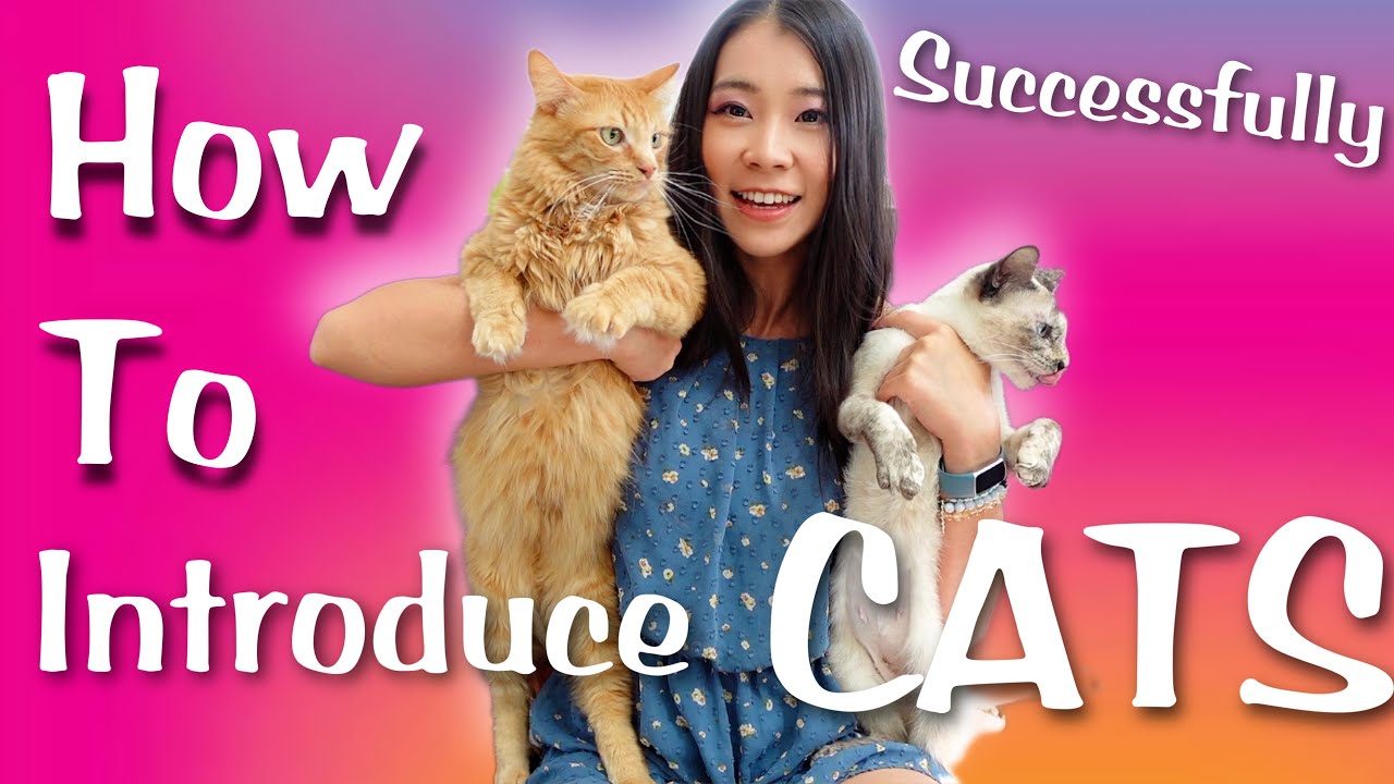 How to introduce cats| Introduce new cat to old cat| Introducing a NEW ...