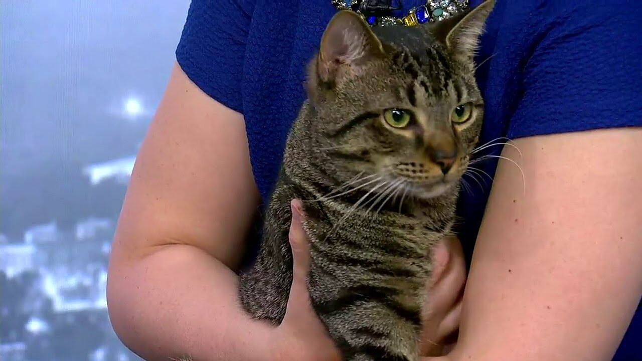 Spartanburg cat is finalist in Wacky Pet Name Contest - YouTube