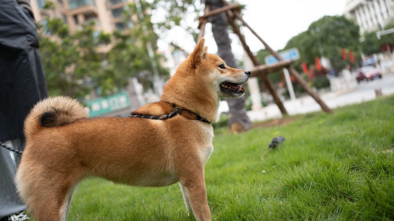Training Tips for a Well-Behaved Shiba Inu - YouTube
