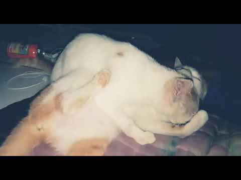 Kemesraan tiada batas!!  Wik Wik wik