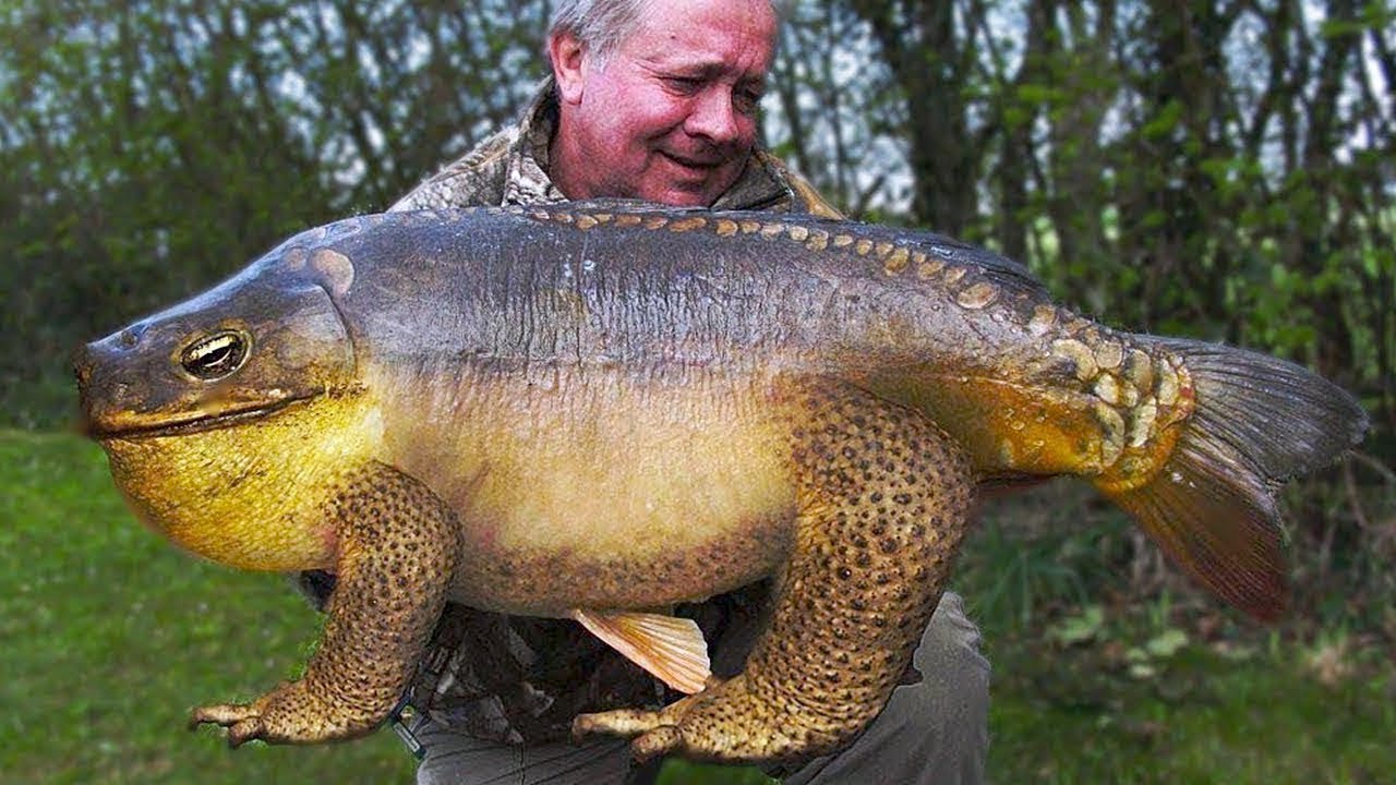 10 Mutant Fish Taking Over Waters Around the World - YouTube