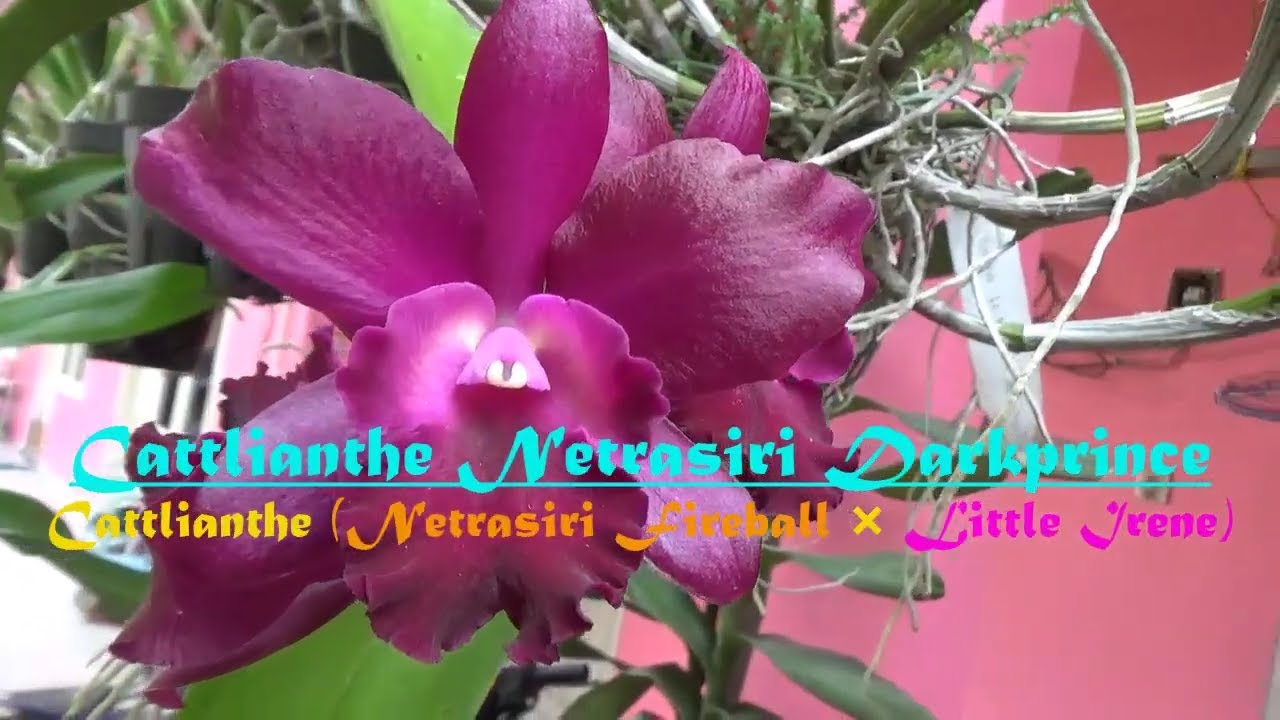 Cattlianthe Netrasiri Darkprince jenis anggrek Cattleya yang bunganya ...