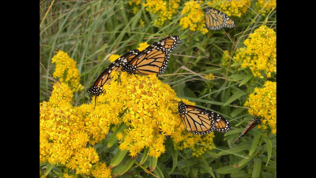 A Monarch Butterfly's Long Journey South HD (an educational song) - YouTube