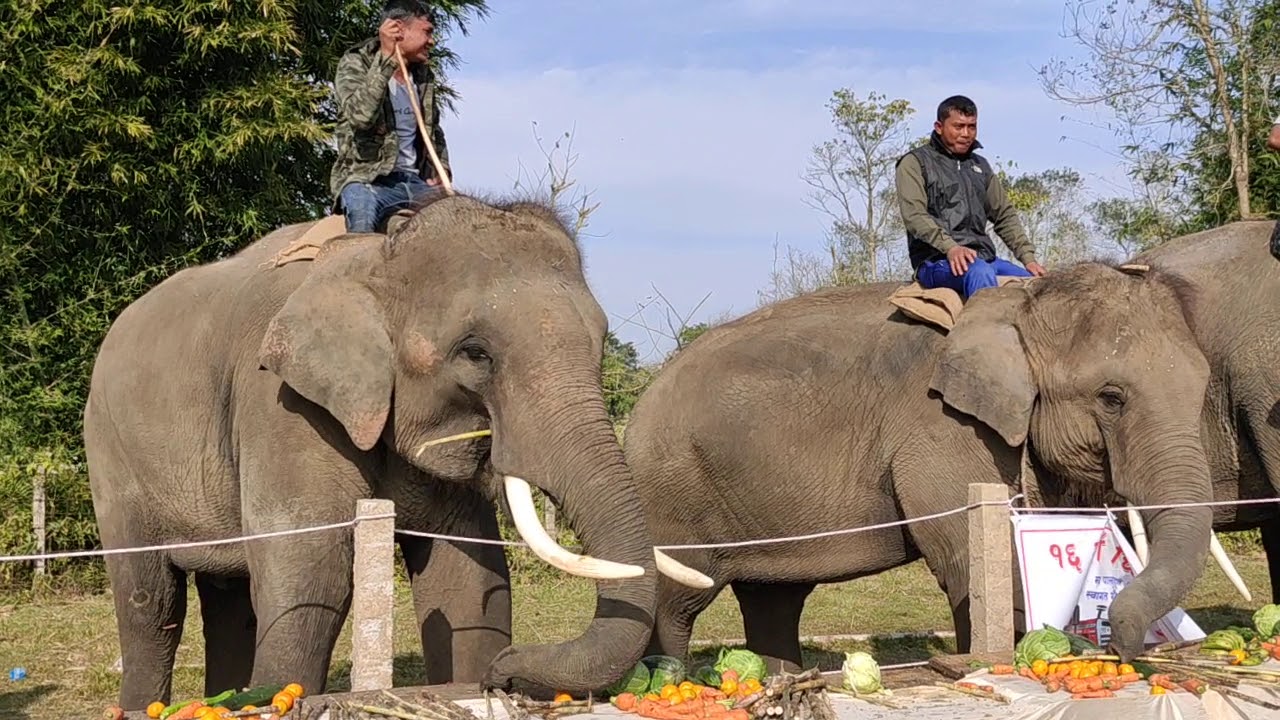 Elephant picnic at sauraha - YouTube